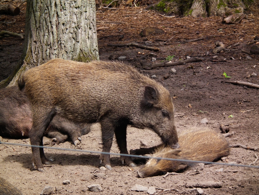 Wildpark Alte Fasanerie, Hanau | cityseeker