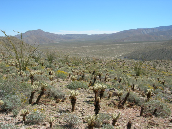 Cactus Loop Trail, Borrego Springs | cityseeker