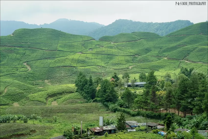 Perkebunan Teh Gunung Mas (Gunung Mas Tea Plantation), Bogor | cityseeker