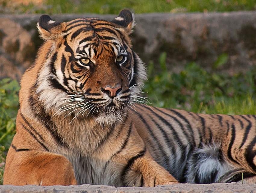 Crown Ridge Tiger Sanctuary, Ste. Genevieve | cityseeker