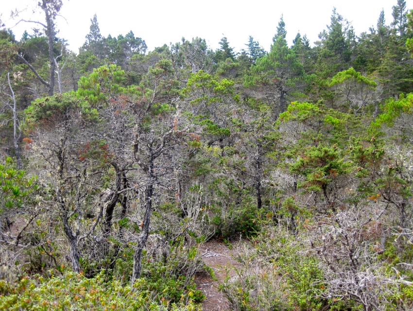 Hans Jenny Pygmy Forest Reserve, Fort Bragg | cityseeker