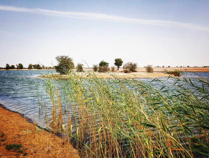 Al Marmoom Desert Conservation Reserve, Dubai | cityseeker