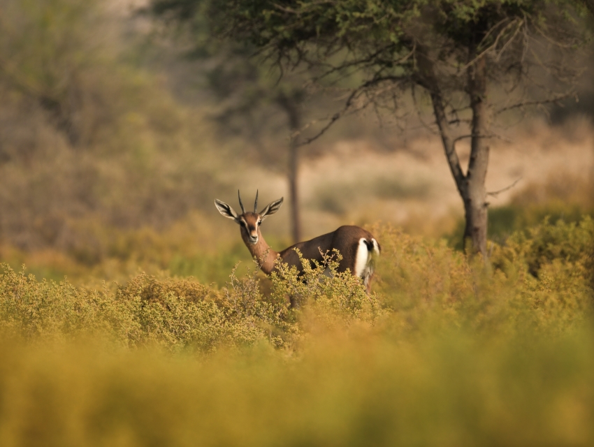 Al Marmoom Desert Conservation Reserve, Dubai | cityseeker