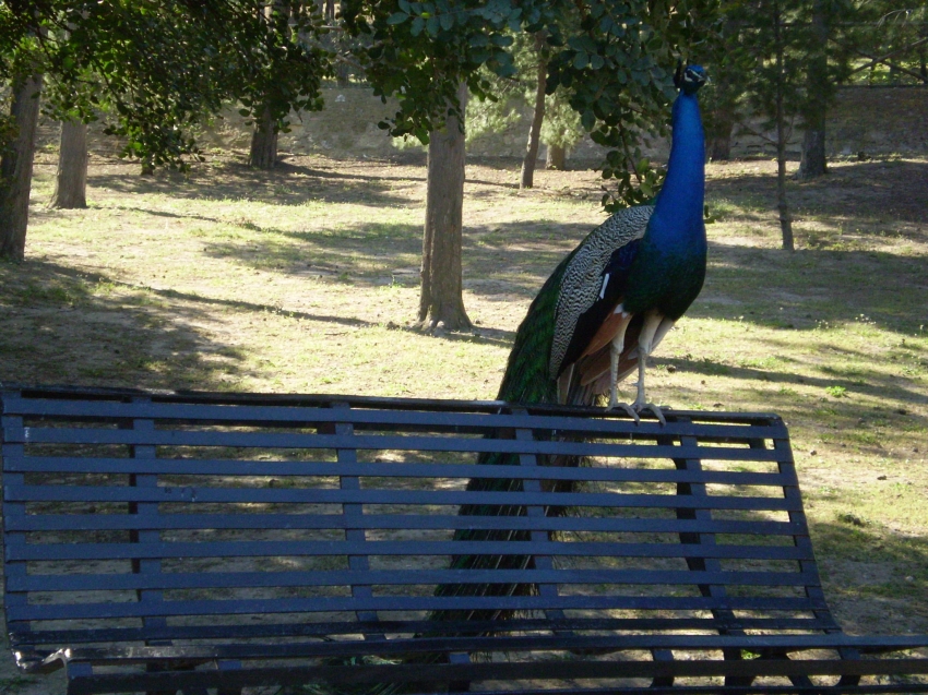 Parco di Monte Urpinu, Cagliari | cityseeker