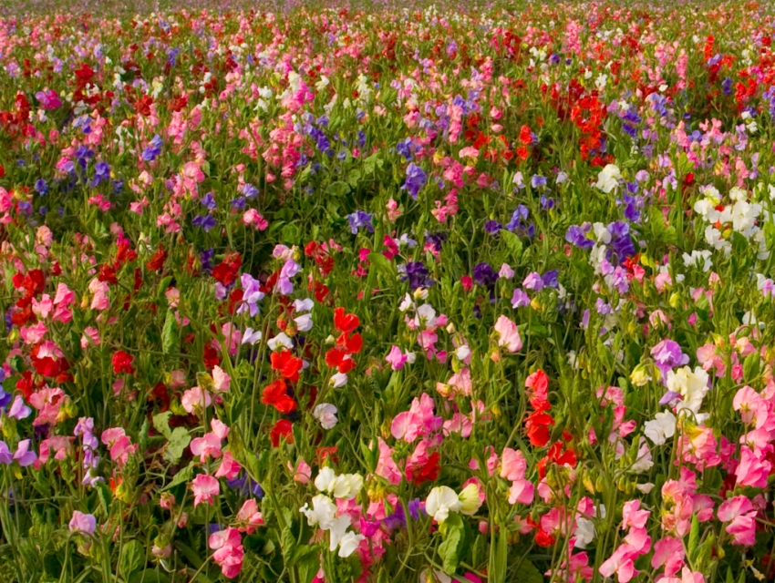 Lompoc Flower Fields, Lompoc | cityseeker