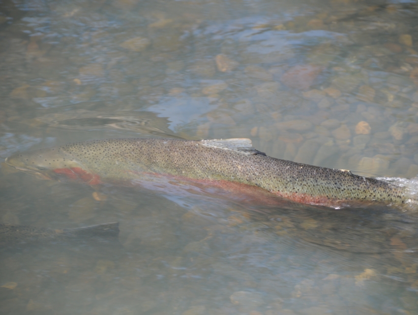 Mad River Fish Hatchery, Arcata | cityseeker