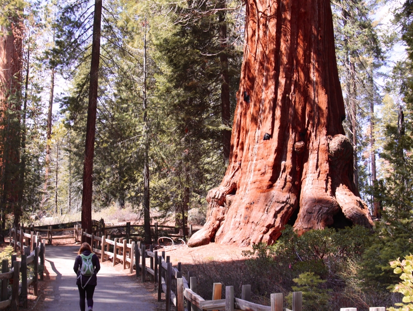 Lincoln Tree, Sequoia National Park, eventseeker