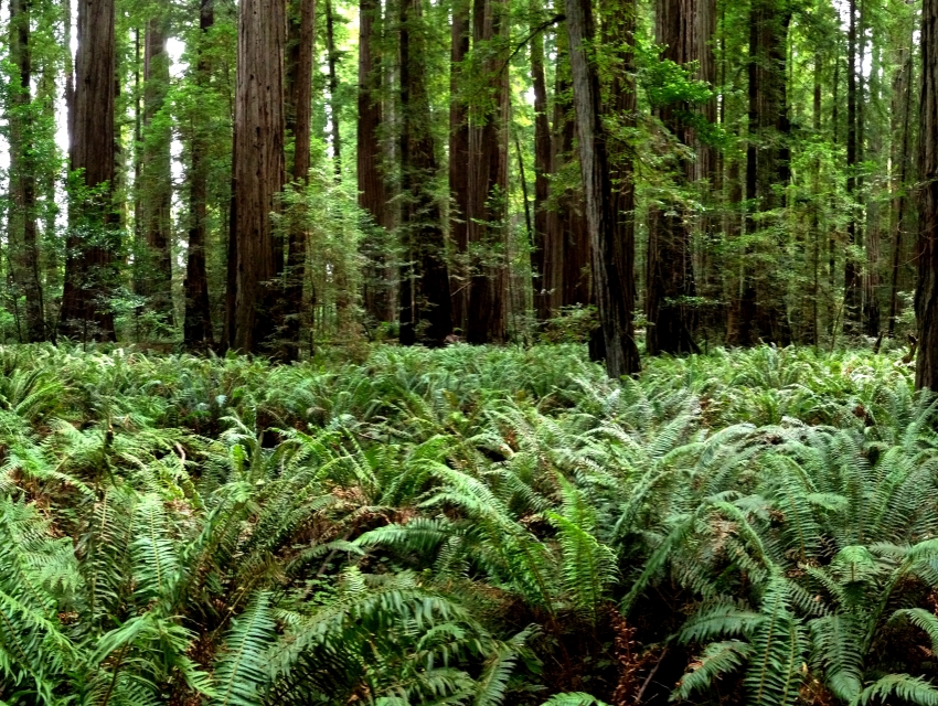 Stout Grove, Redwood National Park | cityseeker