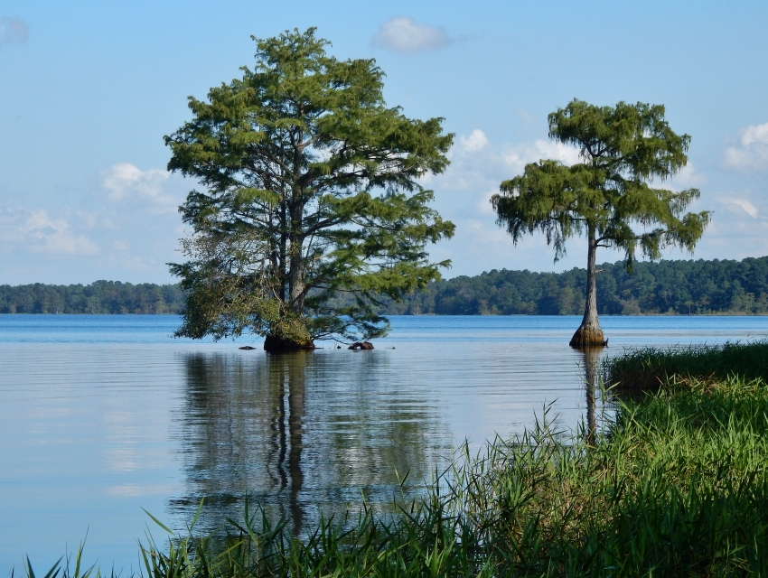 Bay Tree Lake State Natural Area, Harrells | cityseeker