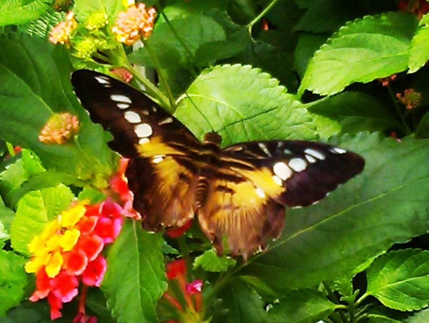 The Original Mackinac Island Butterfly House and Insect World, Mackinac ...