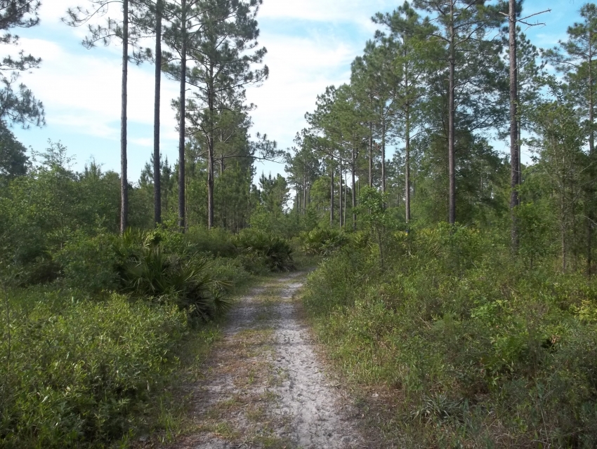 Atlanta State Forest Area, Hillman, eventseeker