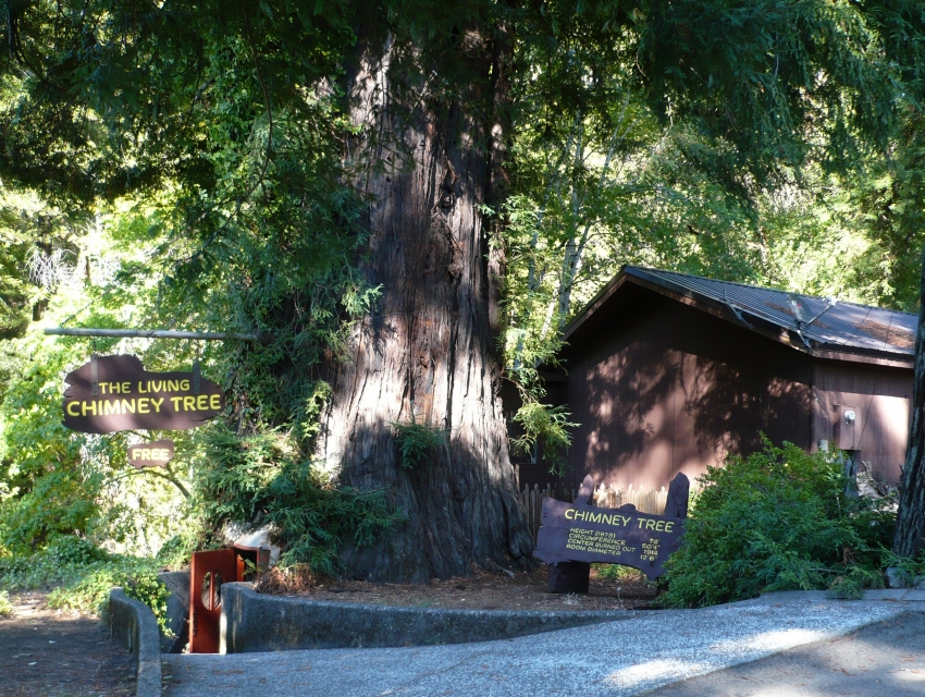 Living Chimney Tree, Weott | cityseeker