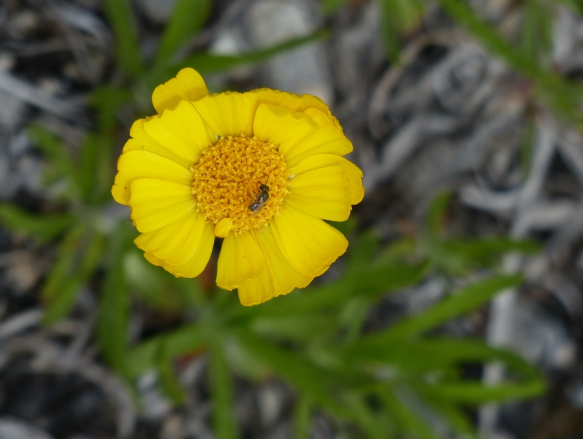 Lakeside Daisy State Nature Preserve, Marblehead, eventseeker