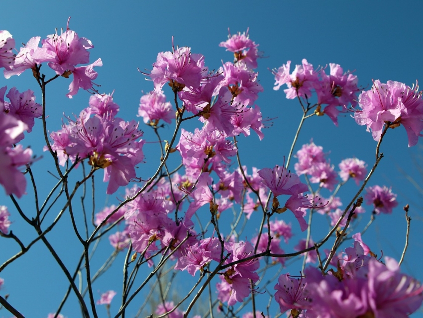 Dickson Azalea Park, Orlando | cityseeker