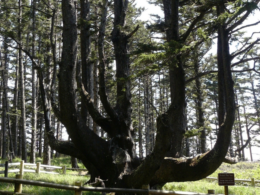 Octopus Tree, Tillamook | cityseeker