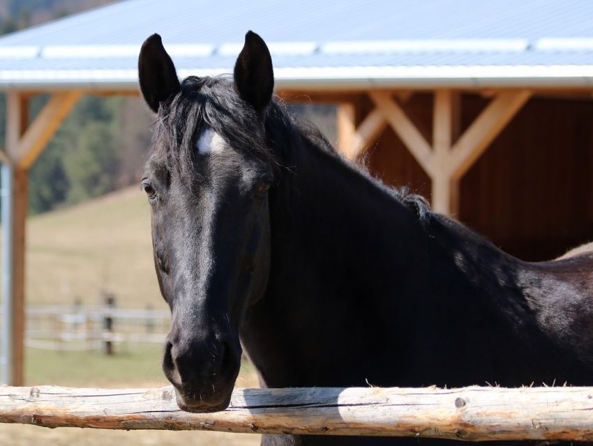 Express Ranches Clydesdale Center, Yukon, eventseeker