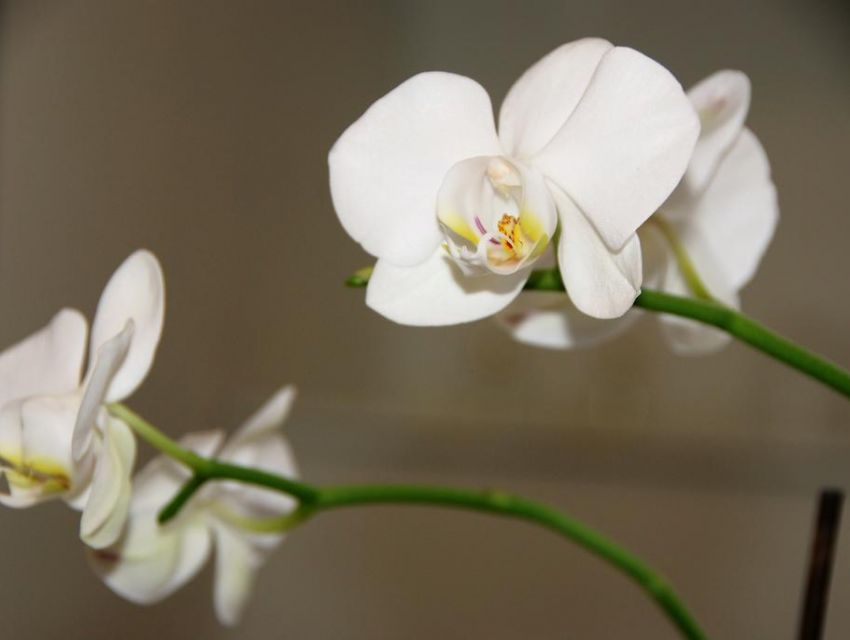 Hôtel Médéric, Paris | cityseeker