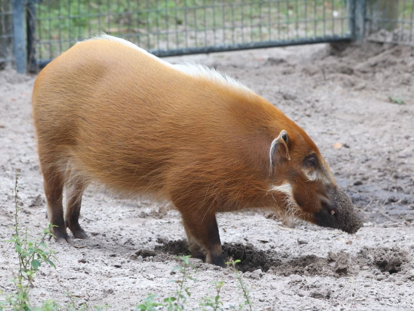 ZooTampa at Lowry Park, Tampa | cityseeker