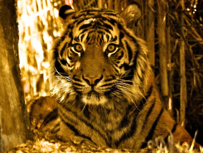 Perth Zoo, Perth | cityseeker