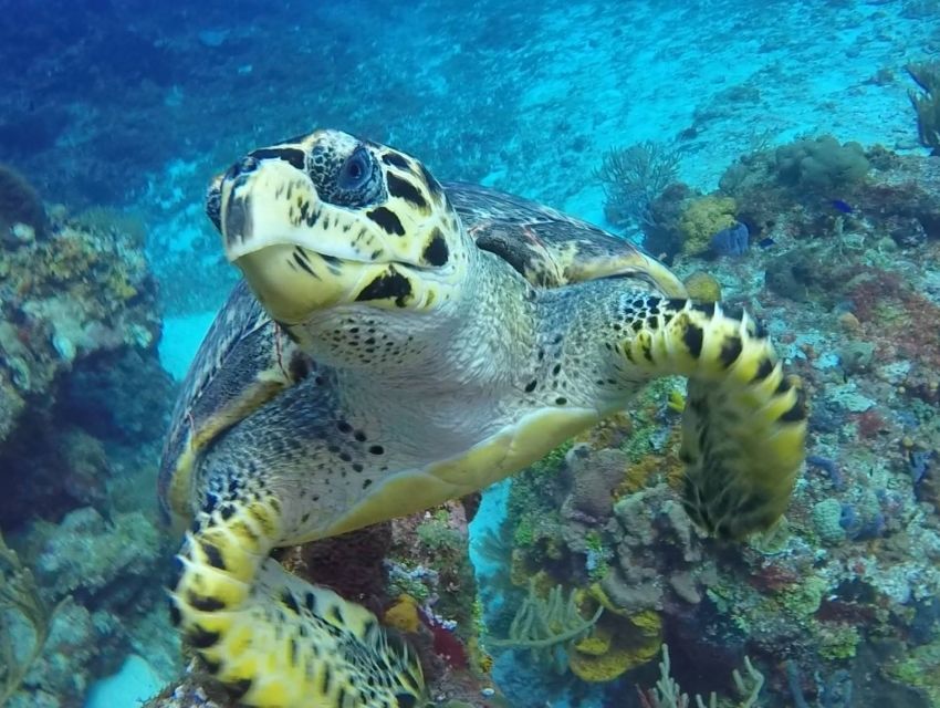 Palancar Reef, Cozumel | cityseeker