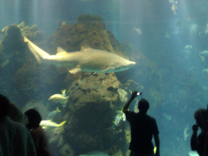 The Scientific Center Aquarium, Kuwait | cityseeker
