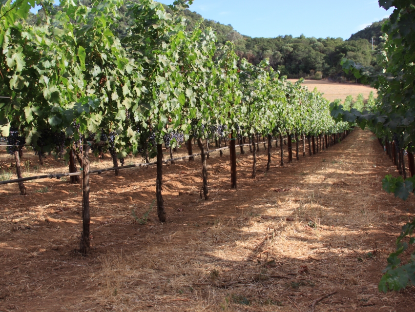 Chappellet Vineyard, St. Helena | cityseeker
