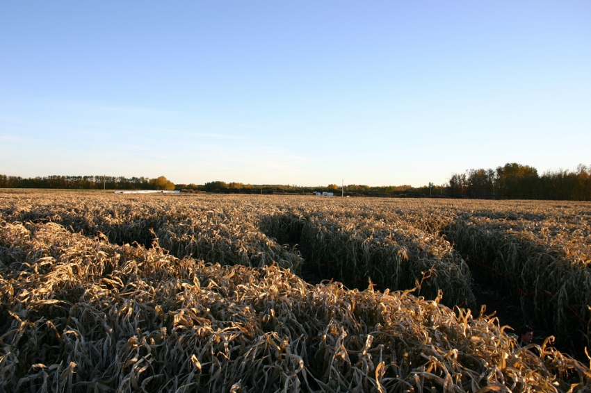 Edmonton Corn Maze, Spruce Grove | cityseeker