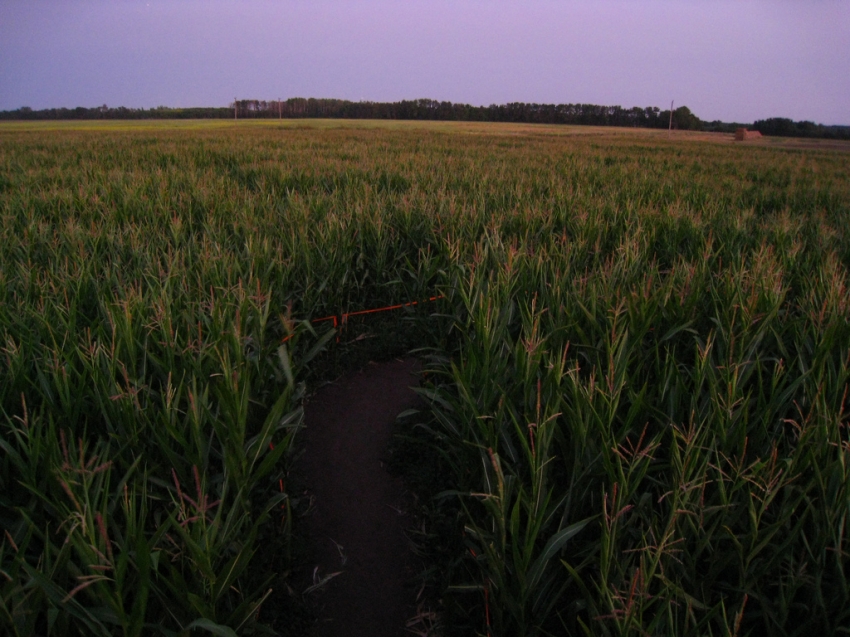 Edmonton Corn Maze, Spruce Grove | cityseeker