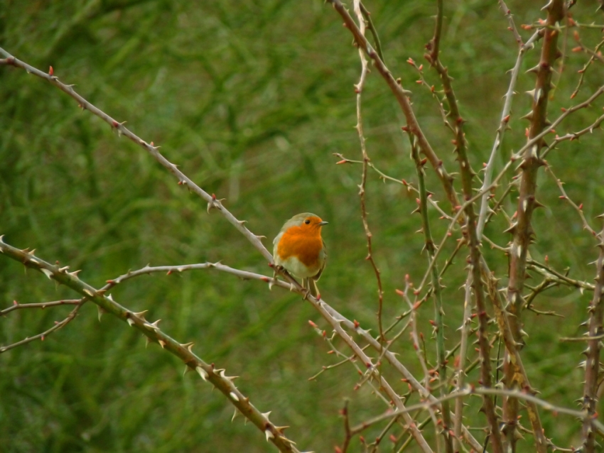 Marston Vale Forest Centre & Millennium Country Park, Bedford | cityseeker