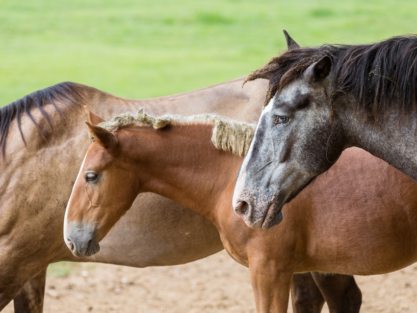 Cades Cove Riding Stables, Townsend | cityseeker
