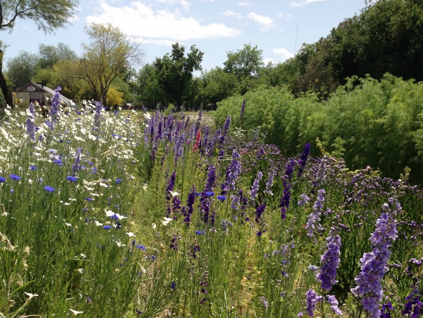 The Farm at South Mountain, Phoenix | cityseeker