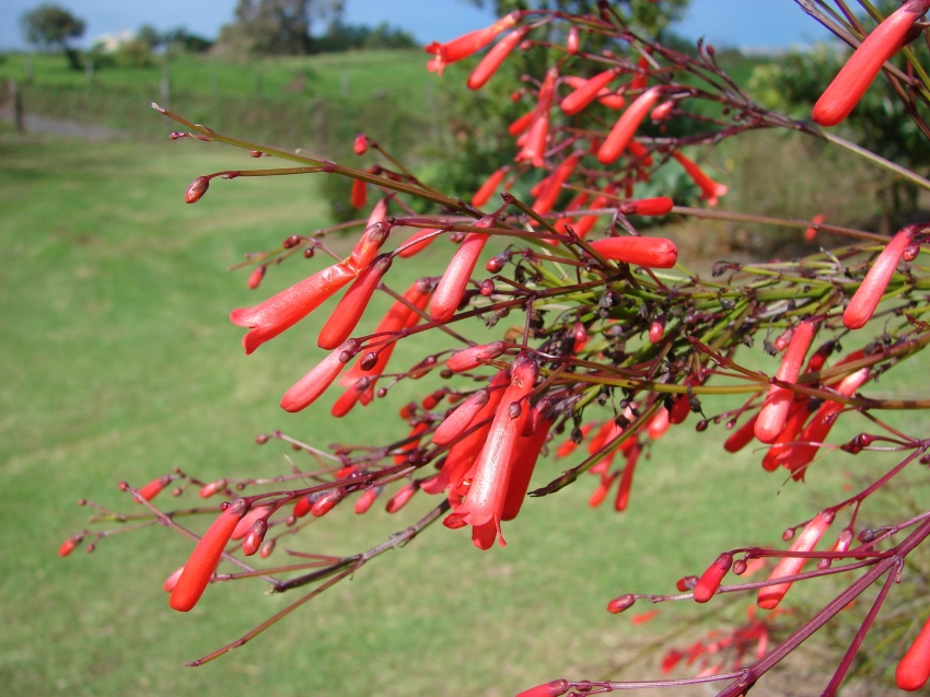 Keokea Park, Kula, eventseeker