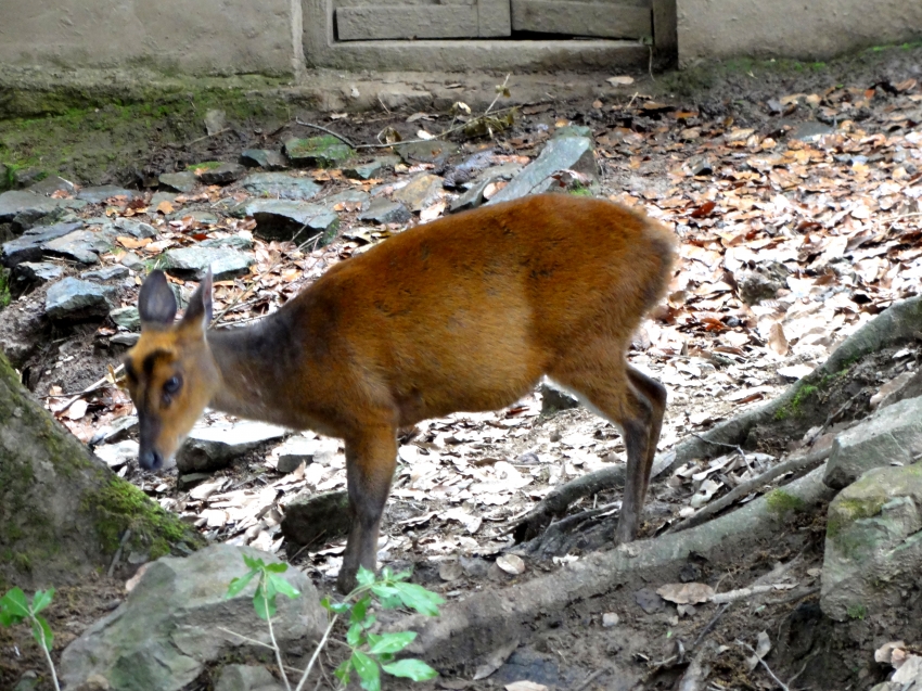 Himalayan Nature Park Kufri, Kufri | cityseeker