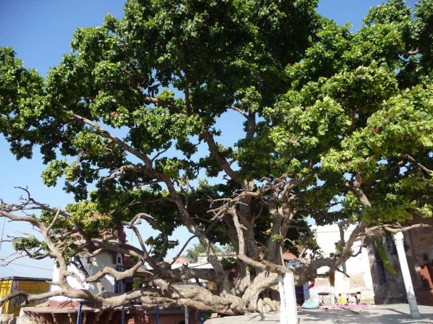 Kadam Tree, Vrindavan | cityseeker
