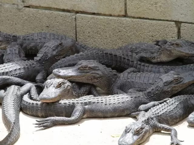 Everglades Alligator Farm, Homestead | cityseeker