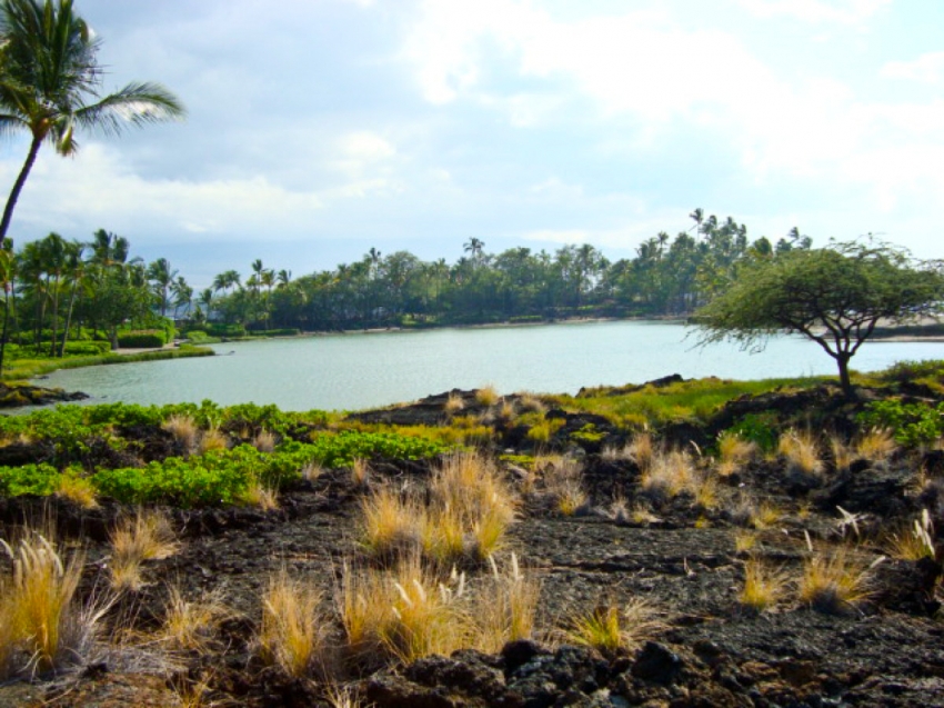 Kuu Alii Fishpond, Waikoloa | cityseeker
