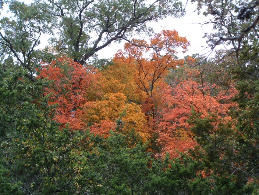 Lost Maples State Natural Area, Vanderpool | cityseeker