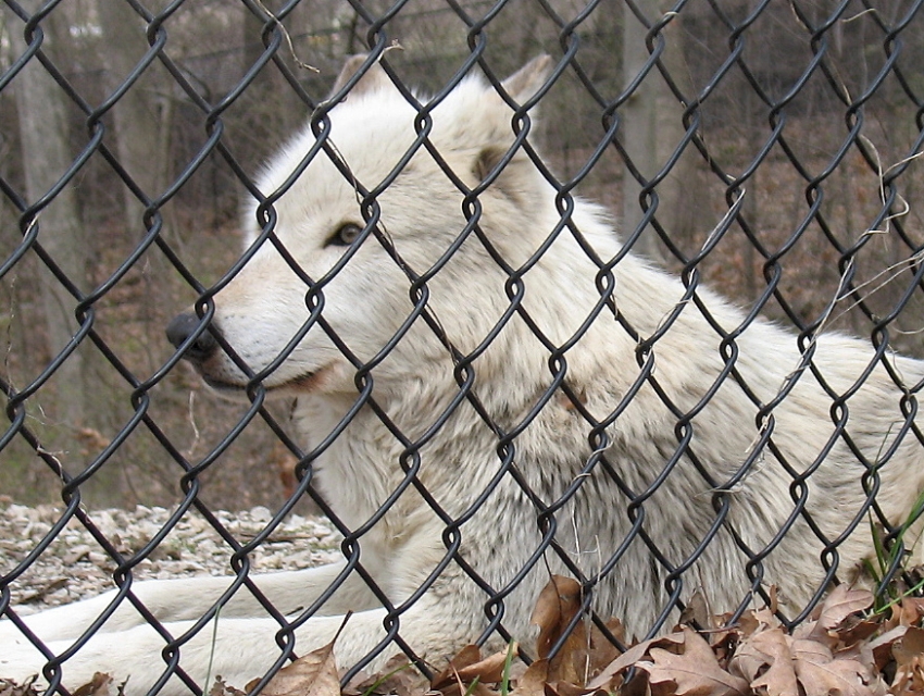 Scovill Zoo, Decatur | cityseeker