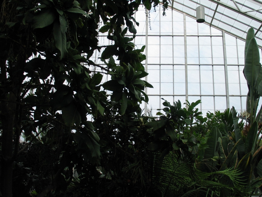 University of Illinois Conservatory and Plant Collection, Urbana ...