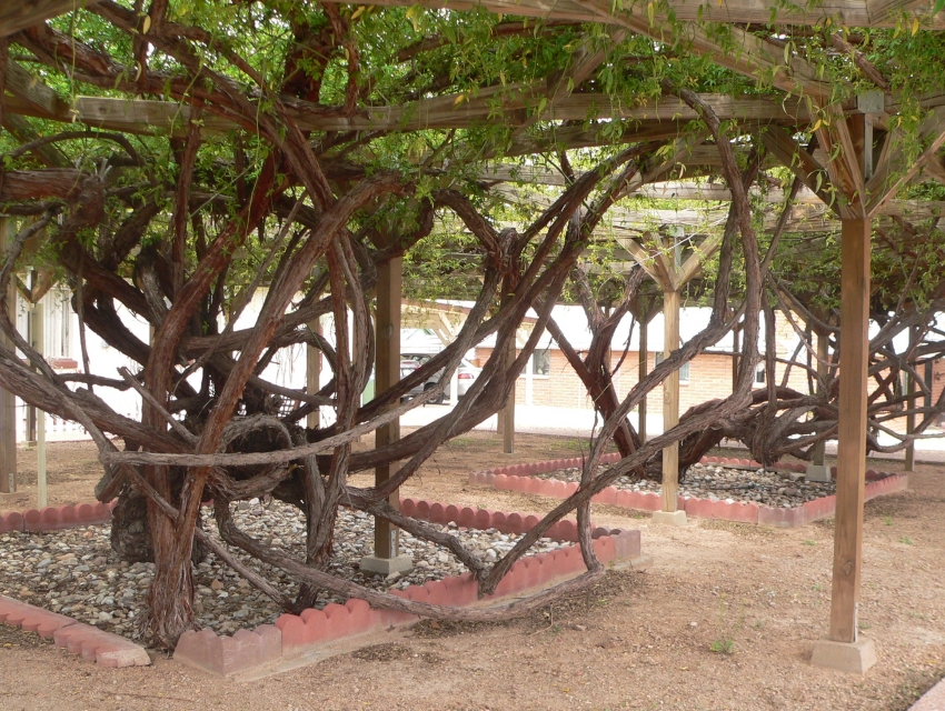 Tombstone Rose Tree, Tombstone | cityseeker