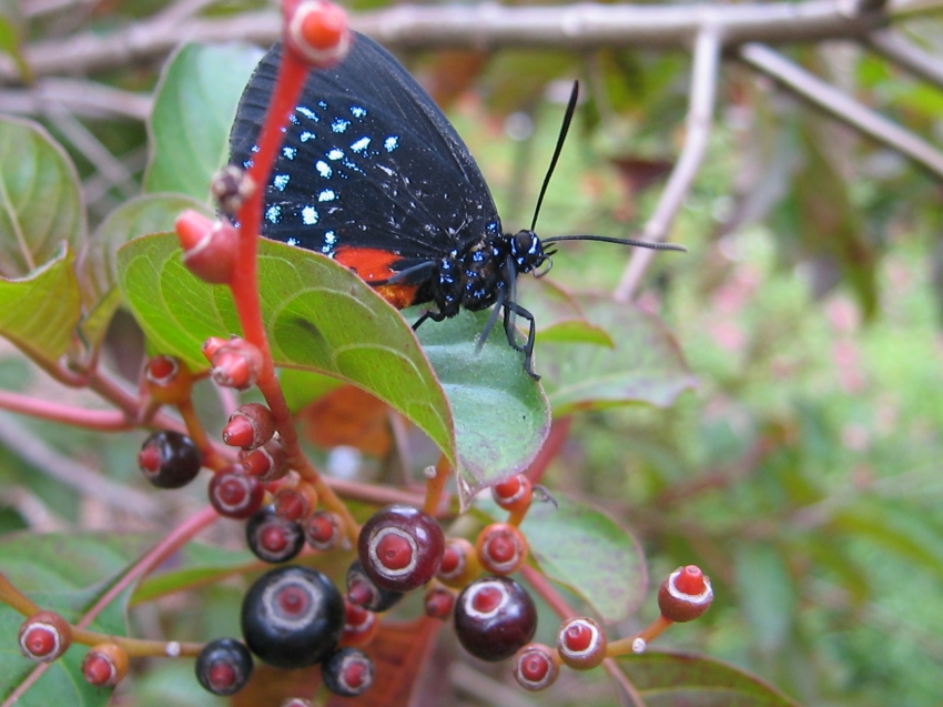 Secret Woods Nature Center, Dania Beach | cityseeker
