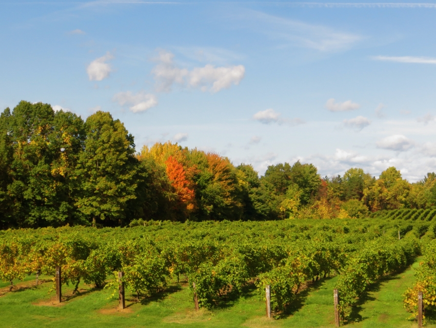 Tabor Hill Winery & Restaurant, Buchanan, eventseeker