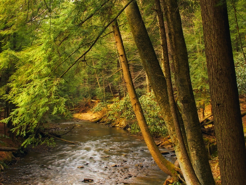 Cook Forest State Park, Cooksburg | cityseeker