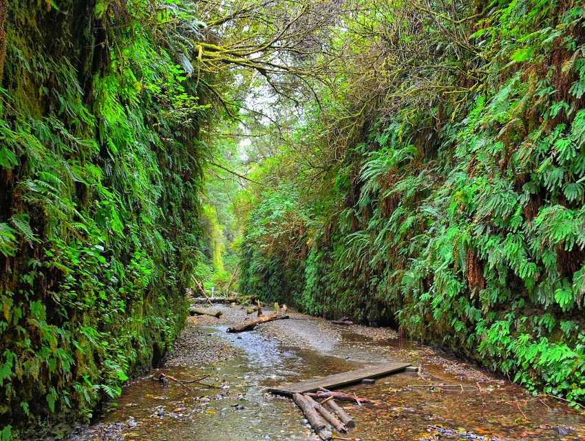 Fern Canyon: Things to Know | Cityseeker