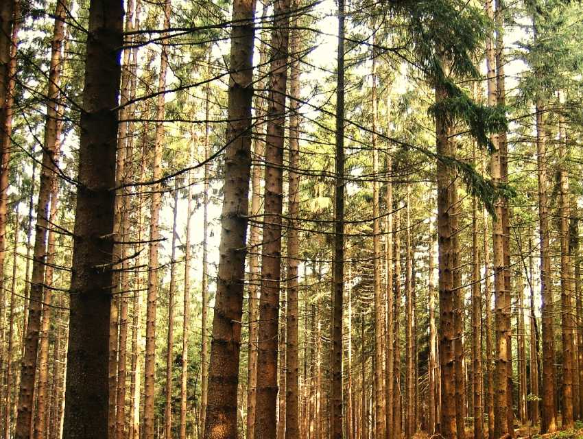 Northern Claybelt Forest Complex Conservation Reserve, Northern ...